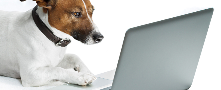 The Internet Doesn’t Know Best - Kowloon Vet Hospital